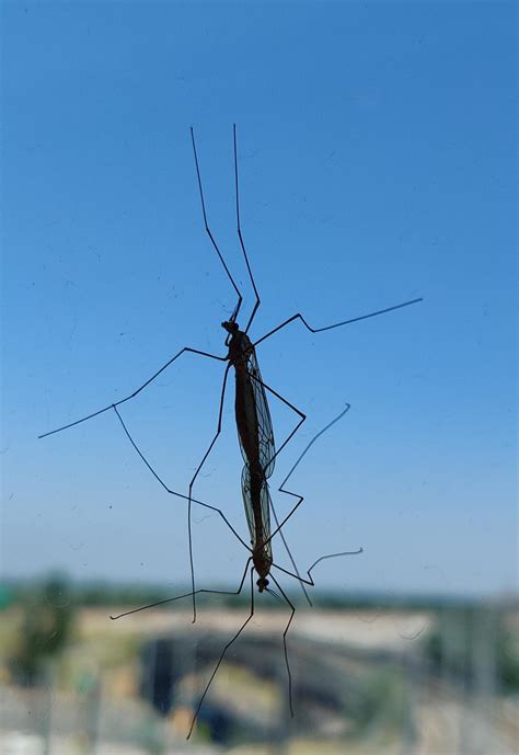 Which Insects In Sex R Whatbugisthis