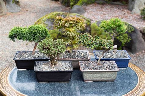 Where Are The Iseli Plants Iseli Nursery