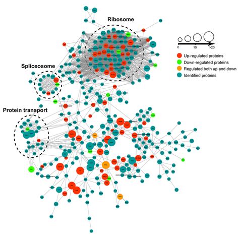 The Protein Protein Interaction Ppi Network Was Built According To
