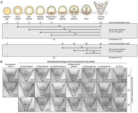 Figure S Development Is Not Affected By Doxycycline A Schematic Download Scientific