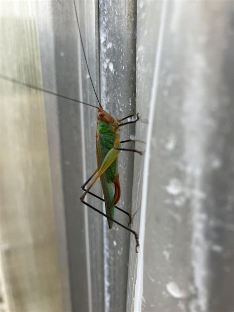 What Is This Colourful Grasshopper Looking Thing He Jumped Into Me And Scared Me R Whatsthisbug