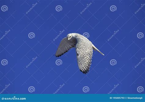 Gyrfalcon Falco Rusticolus Adult In Flight Canada Stock Image Image Of Falco Outdoors