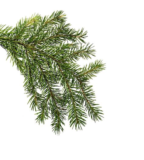 Premium Photo Fir Tree Branch Pine Branch