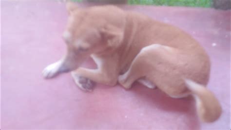 බල්ලා අදුරන අාදරය මිනිස්සු නොදන්නෙ කරුමෙටයි Youtube