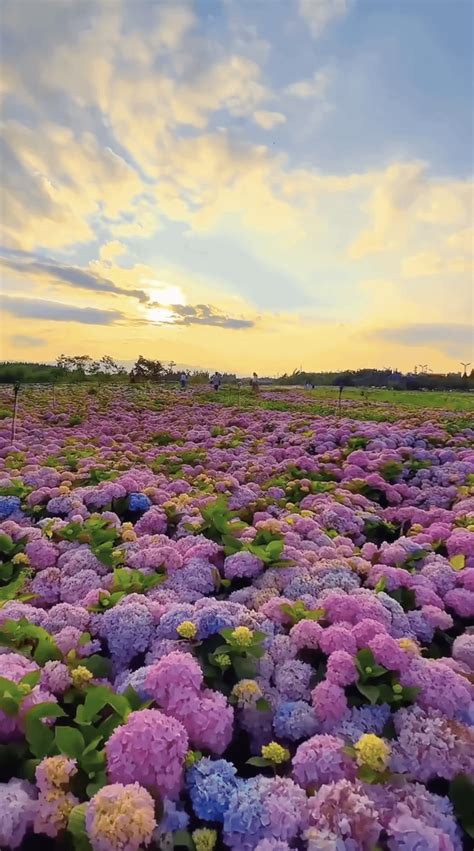 Hydrangea Possibly In China Possibly Fake Rchromatophilia