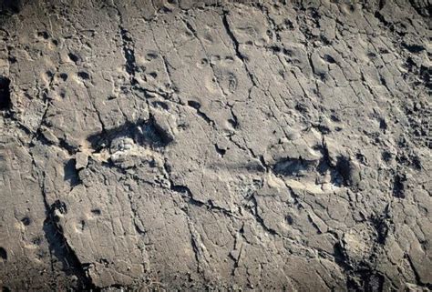 36 Million Year Old Early Human Footprints Have Been Discovered In