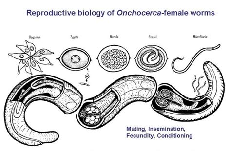 Onchocerca Volvulus Introduction Classification History Habitat Morphology