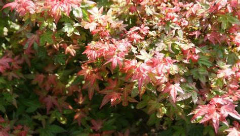 Dwarf Japanese Maple Tree Varieties To Grow In A Small Space