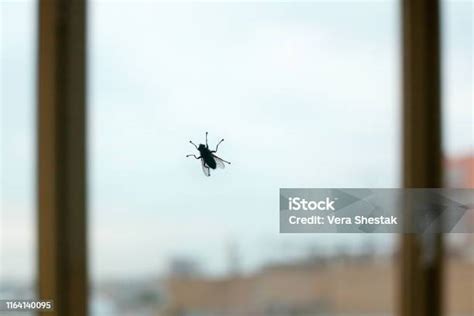 파란 하늘과 도시 배경에 창 유리에 큰 검은 비행 실루엣 닫아 디프테라 피를 빨아 곤충 벌레 물린에 대한 보호 질병 벡터 및 전염병 확산 개념 복사 공간 파리 곤충에 대한