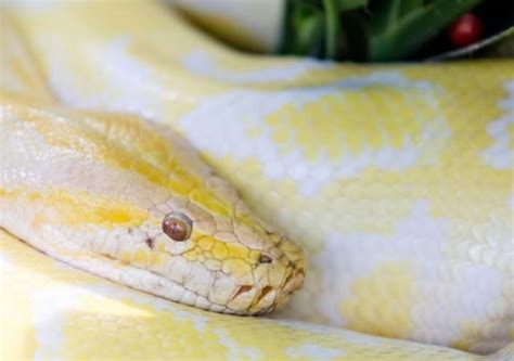 Banana Ball Python Morph Facts And Care Guides