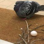 Agile Meme Generator Imgflip