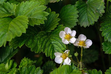 unlocking the power of 4m massively multimodal masked modeling for advanced ai applications