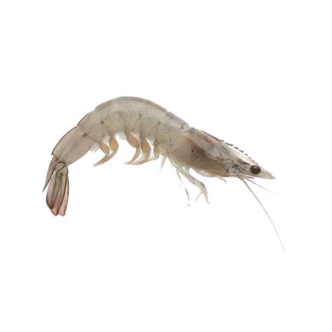 Prawn Sea World Distribution