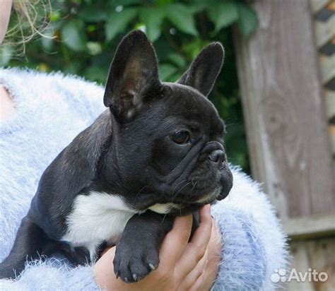 Французский бульдог девочка купить в Москве Животные и зоотовары Авито