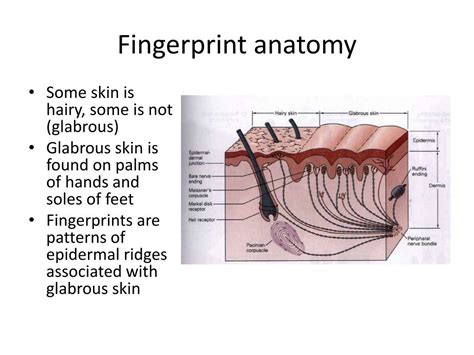 Ppt Fingerprints Powerpoint Presentation Free Download Id 2280693