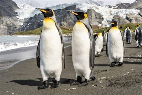 15 Of The Fiercest Fathers In The Animal Kingdom Animals Around The Globe