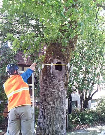 Tree Risk Assessment New Day Arborist