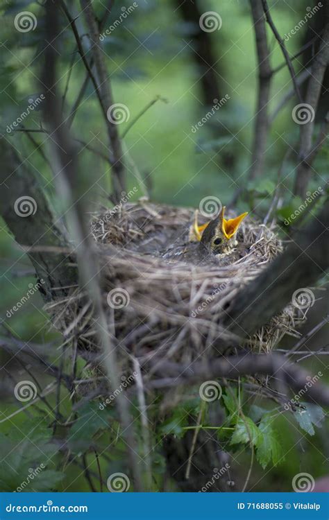 Bird S Nest With Chicks In A Tree Stock Image Image Of Nestling Spring 71688055