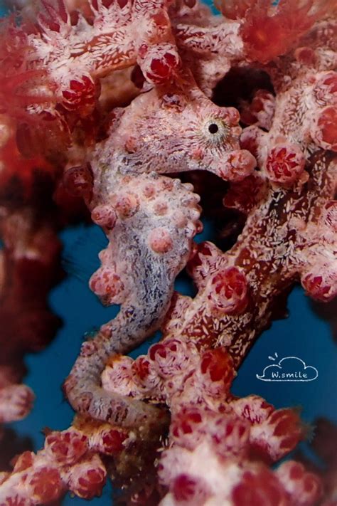 用户照片 Hippocampus bargibanti 豆丁海马 喵潜AI鱼类辨识 FISH ID 你的在线鱼书