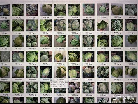 蔬菜识别数据集 蔬菜数据集 用于训练，有十种蔬菜，如图已经标注好的版本 知乎