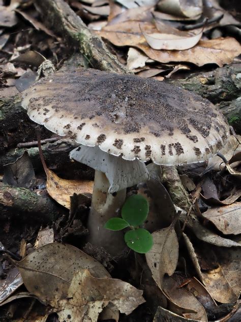 オニタケ 山野草の写真帳