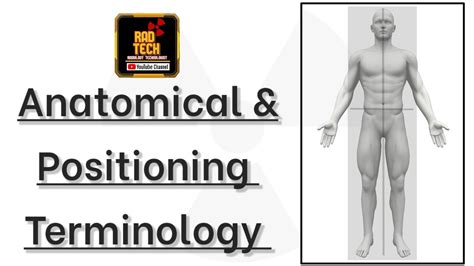anatomical and positioning terminology body planes projection