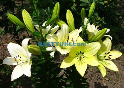 Посадка и пересадка лилии весной и осенью