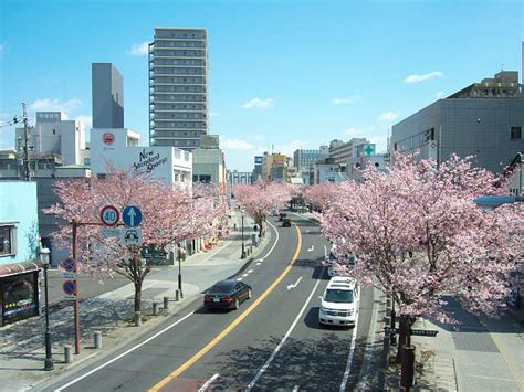 小山市 思川桜 オモイガワザクラ の開花も早すぎます 2023 4 3 栃木ぶらぶら再発見 2nd