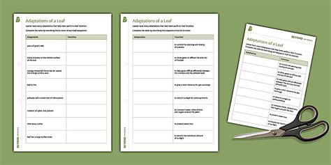 Adaptations Of A Leaf Worksheet Ks3 Beyond Science