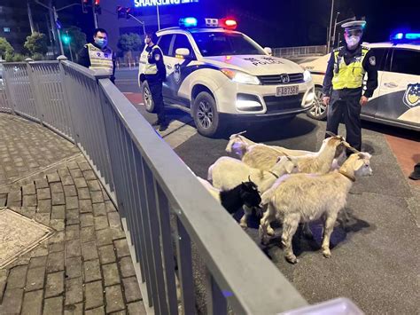 上海五只迷途羔羊大摇大摆闯入主干道民警化身牧羊人