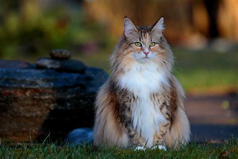 Norwegian Forest Cat Breed Profile Characteristics Care