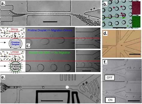 Droplet Sorting Operations A Hydrodynamic Self Sorting Of Occupied Download Scientific
