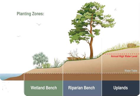 Riparian Buffer Planting Plan
