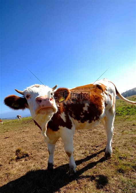奶牛高清摄影大图 千库网