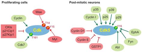 Cdk5 Activity In The Brain Multiple Paths Of Regulation Pmc