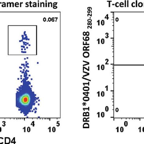 Generation Of Cd4 T Cell Clones Identified Through Ex Vivo Tetramer Download Scientific