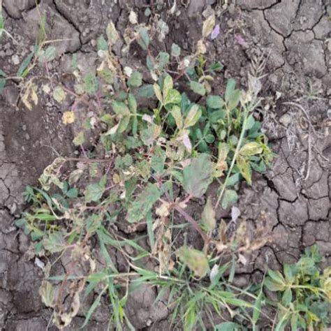 Weed Detection Object Detection Dataset And Pre Trained Model By Uos