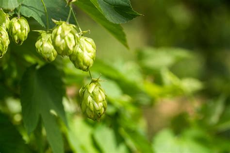 맥주와 빵 클로즈업 농업 배경을 만들기위한 녹색 신선한 홉 콘 0명에 대한 스톡 사진 및 기타 이미지 0명 농장 맥주 공장 Istock