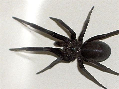 Large Black Spider Kukulcania Arizonica Bugguide Net