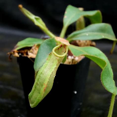 Nepenthes Veitchii Murud X Candy Plantcollectorstore