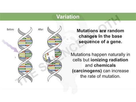 Variation Continuous Discontinuous And Histograms Teaching Resources