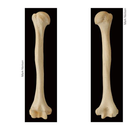 Humerus Anterior View