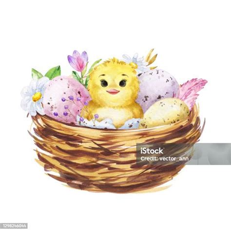 흰색 배경에 달걀 꽃과 닭수채화 부활절 새 둥지 수채화 축제 일러스트 0명에 대한 스톡 벡터 아트 및 기타 이미지 0명 계절 공휴일 Istock