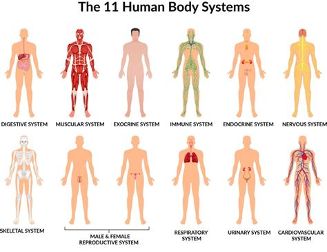 Human Body Systems Explained 11 Systems Work While You Rest