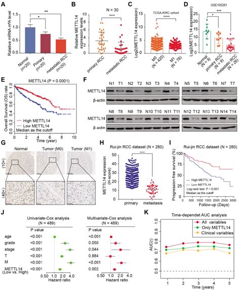 Mettl14 Is Downregulated And Associated With Tumor Metastasis And Download Scientific Diagram