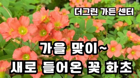더그린가든센터🌳흰삭소롬 신종삭소롬 숲속의등불🌸크리스피플로라 프릴사랑초🌸자엽풍년목🌸긴잎자남🌸흰무늬바위취🌸핑크샤워베고니아 실버림보