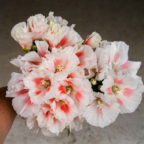 Godetia Grace Shell Pink Seeds Nz