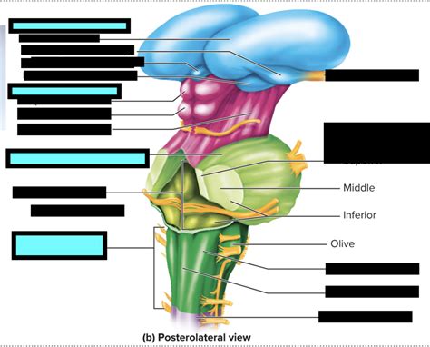 Posterior View Of Brainstem Diagram Quizlet