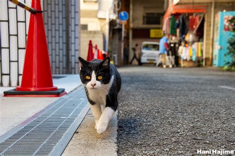毎日が猫曜日 下町の路地を