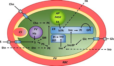 Pathways Of Phospholipid Synthesis In P Falciparum Ap Apicoplast Download Scientific Diagram